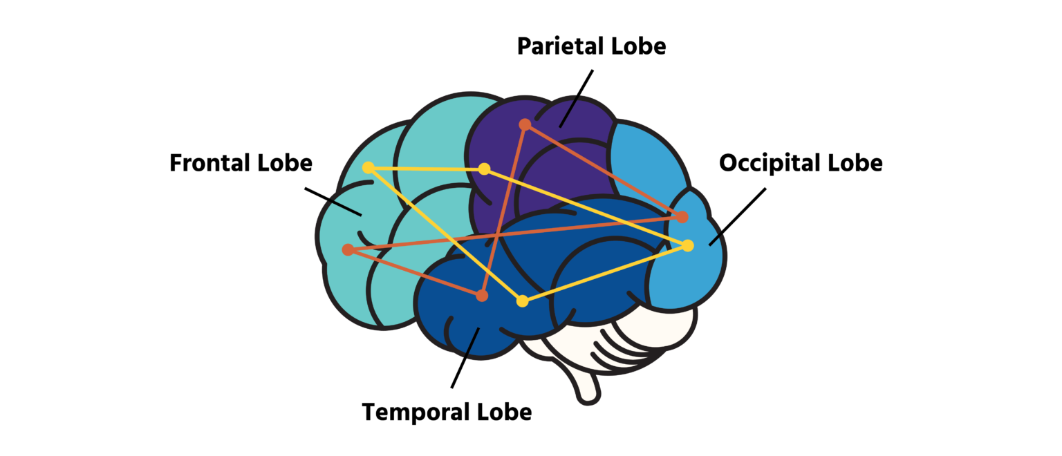 Bridging Brain Research and Pedagogy to Cultivate Mathematical ...